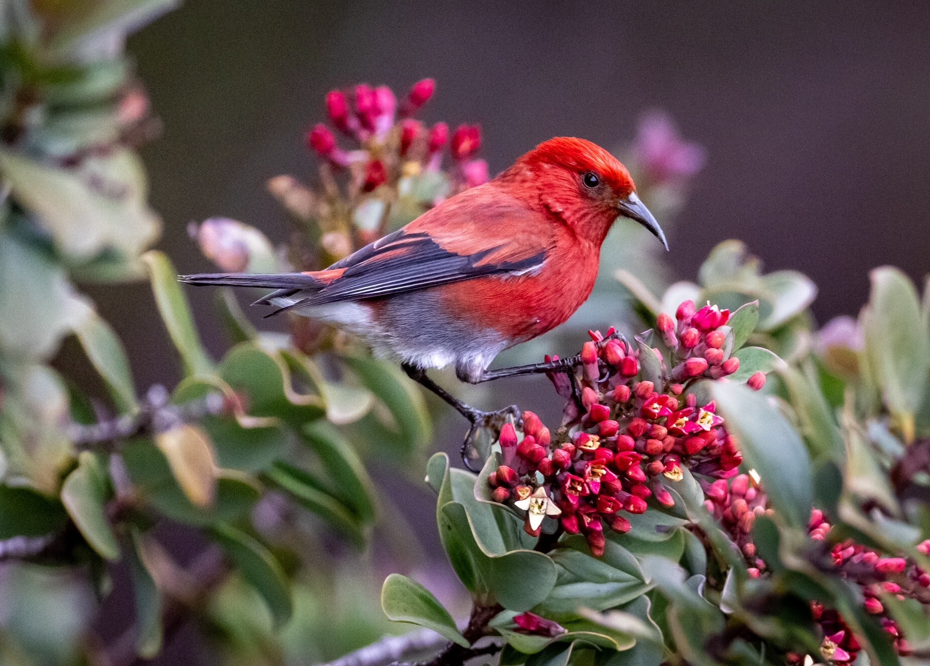Photo of the Day: ‘Apapane on iliahi at Hosmer Grove’ | News, Sports ...